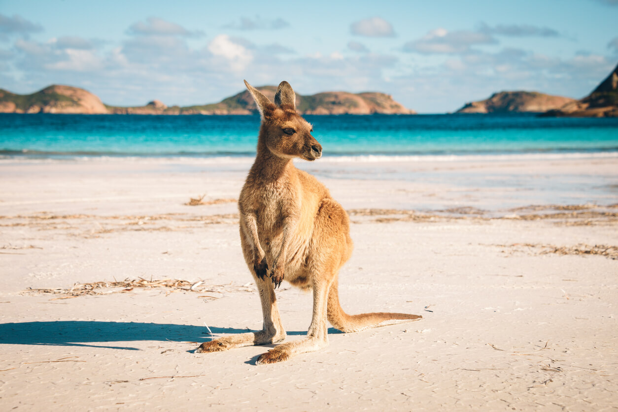 Australia: Temperatura Del Agua Del Mar Hoy Y Pronósticos ...
